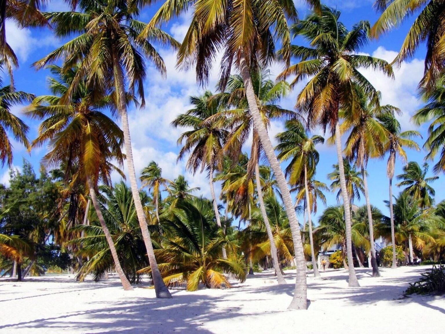 Roseau (Dominica) auf eigene Faust + Kreuzfahrt-Hafen